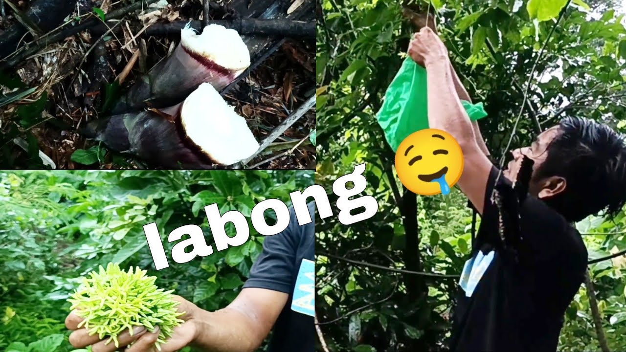 kumuha kami ng labong at Sabidukong (WILD FLOWER) - YouTube