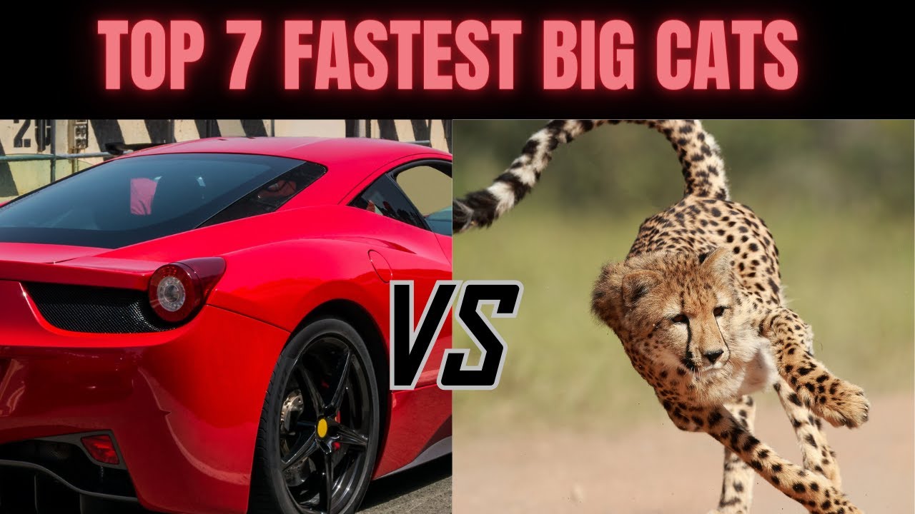 Speed Kings ! The 7 Fastest Big Cats Ranked - YouTube