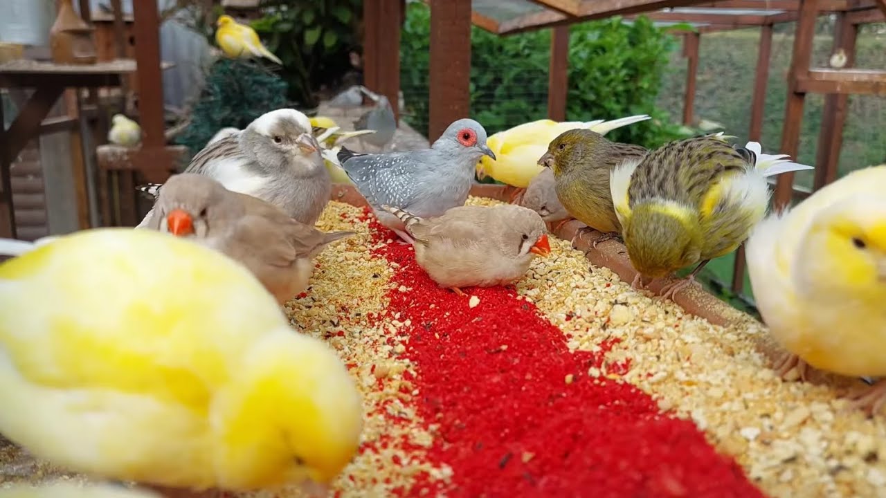 Bird Aviary | Open Aviary For Finches Bird Diamond Dove | Bird Farming ...