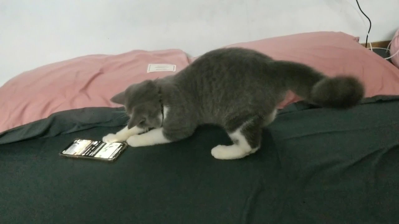 😽😽Cat listening sound | cat video cutest | So cute! Kitten looking for ...