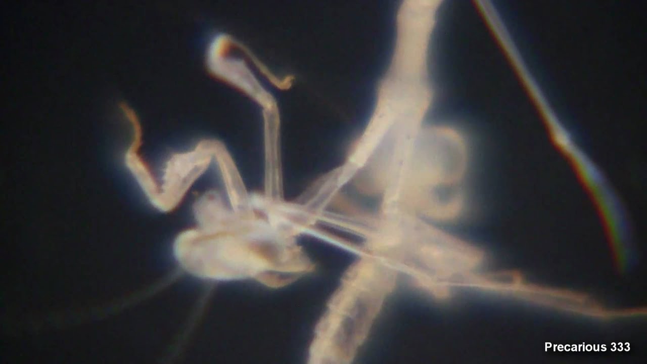 Sinomantis denticulata - cannibalism - YouTube