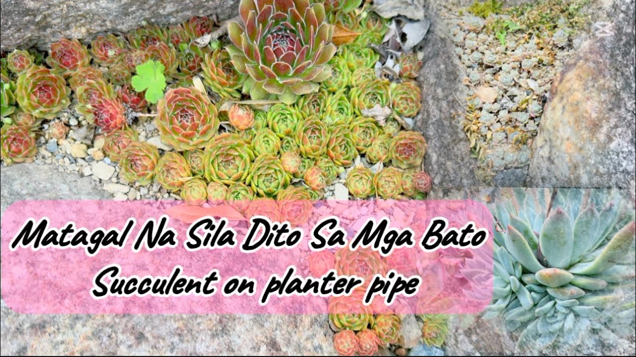 Sempervivum Na Nasa Mga Bato| Update Sa Planter Pipe Na Ang Daming ...
