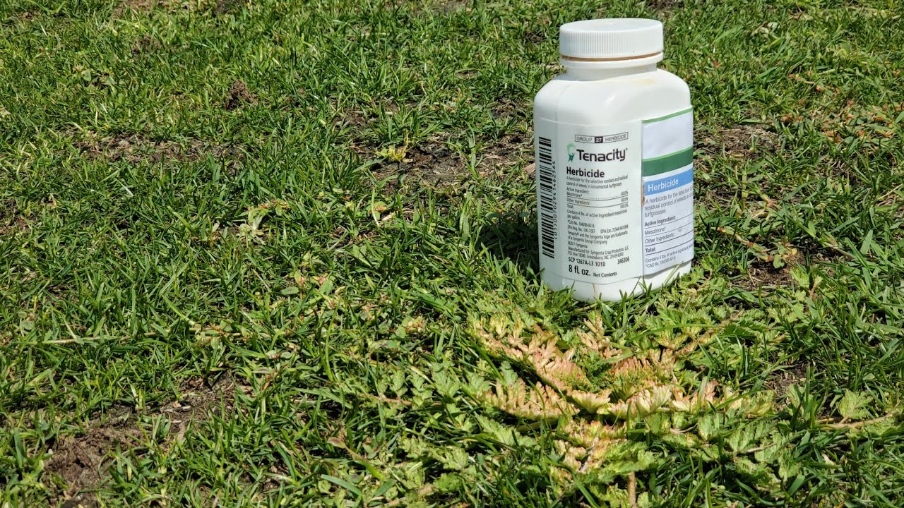 Will Tenacity Prevent All Weeds In A New Lawn? - YouTube