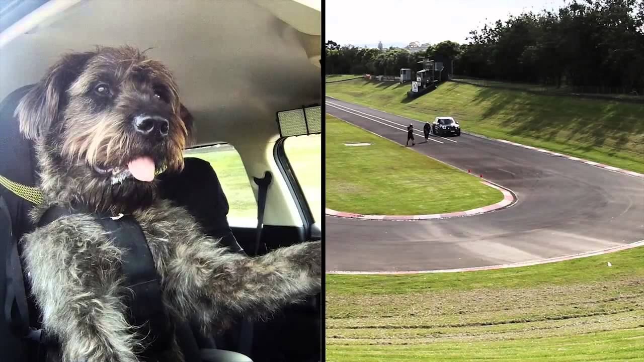 Meet Monty - The world´s first driving dog - YouTube