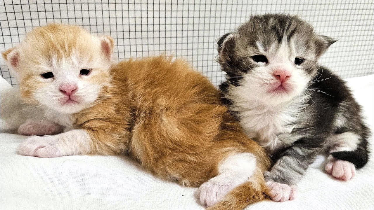 Cute and Happy Maine Coon Kittens - 2 Weeks Old! - YouTube