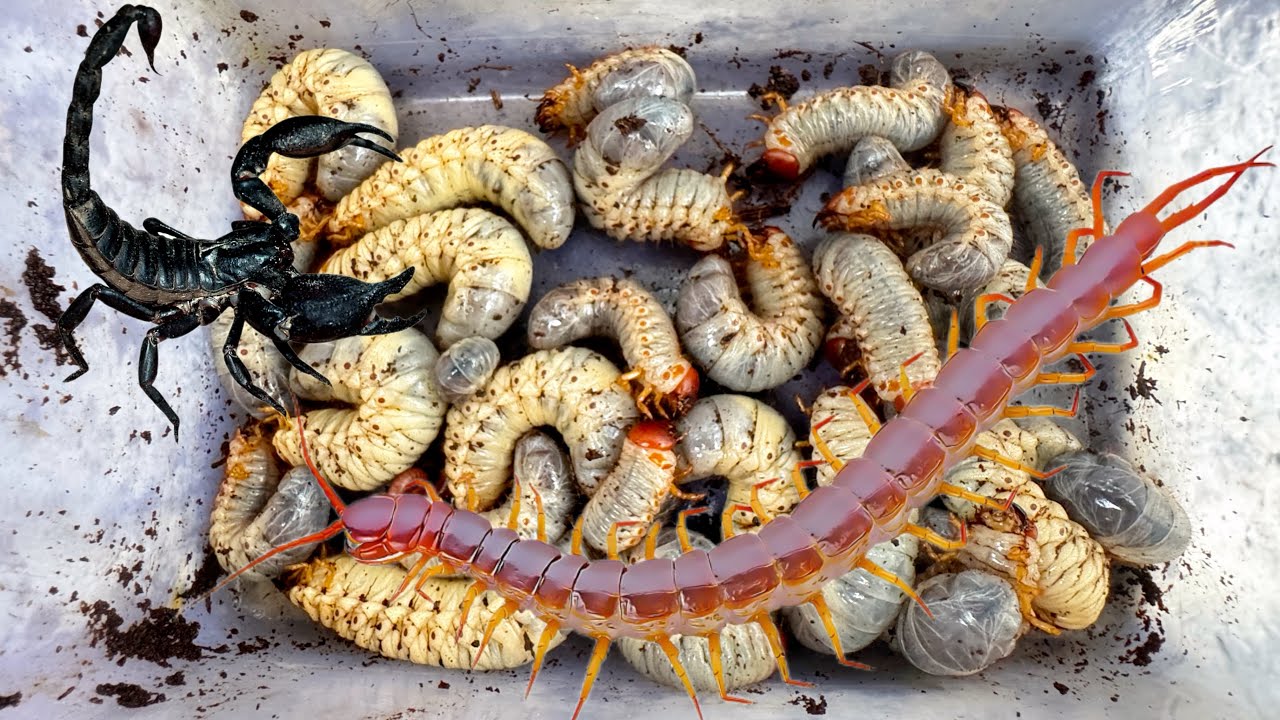 🇺🇸Amazing Dangerous hug Centipede’s Maggots , Millipedes in the world ...