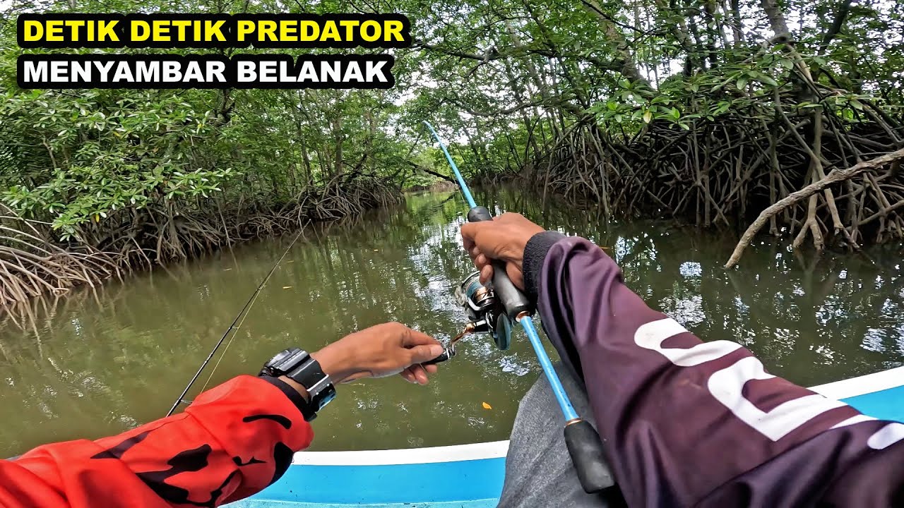 Perdana umpan ikan belanak di sambar predator - YouTube