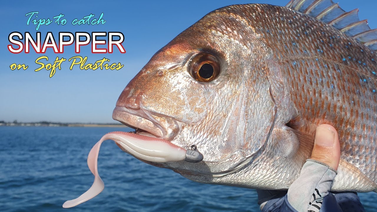 How to catch Snapper on Soft Plastics !! ( helpful Tips & Techniques ...