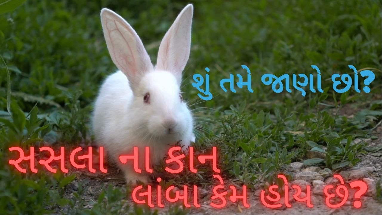સસલા ના કાન લાંબા કેમ હોય છે? | Why do rabbits have long ears? - YouTube
