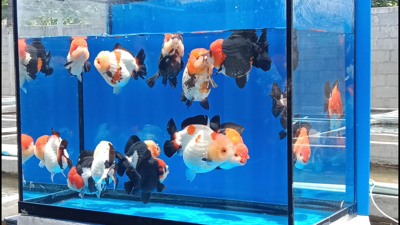 The most beautiful goldfish in farm - YouTube