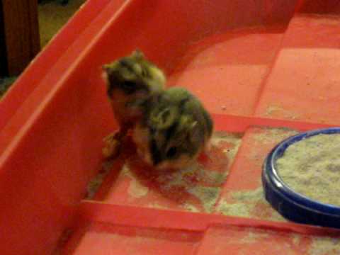 dwarf hamster fight - YouTube