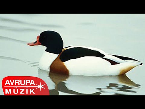 Ahmet Güzelses - Bahar Geldi (Official Audio)