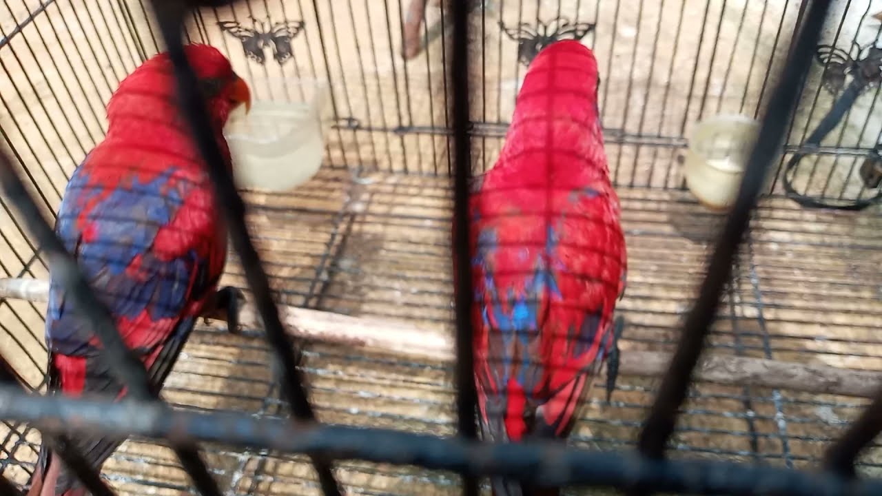 cara membedakan jantan dan betina burung nuri redlorry nuri merah atau ...