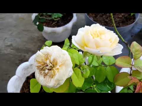 juliet rose yellow