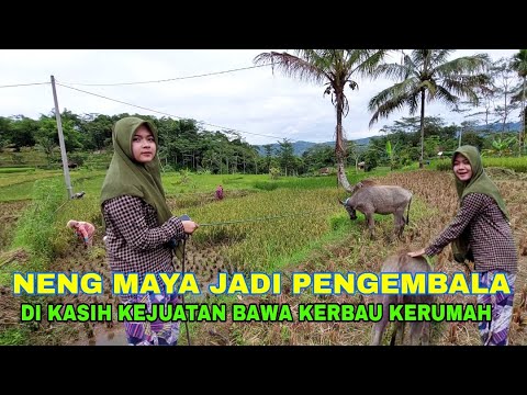 Neng Maya Setelah Bapaknya Punya Kerbau Jadi Pengembala - YouTube