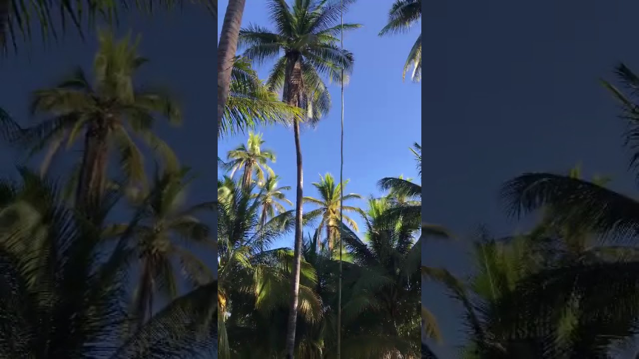 Corte de Coco en Colima #PortaldeArmeria - YouTube