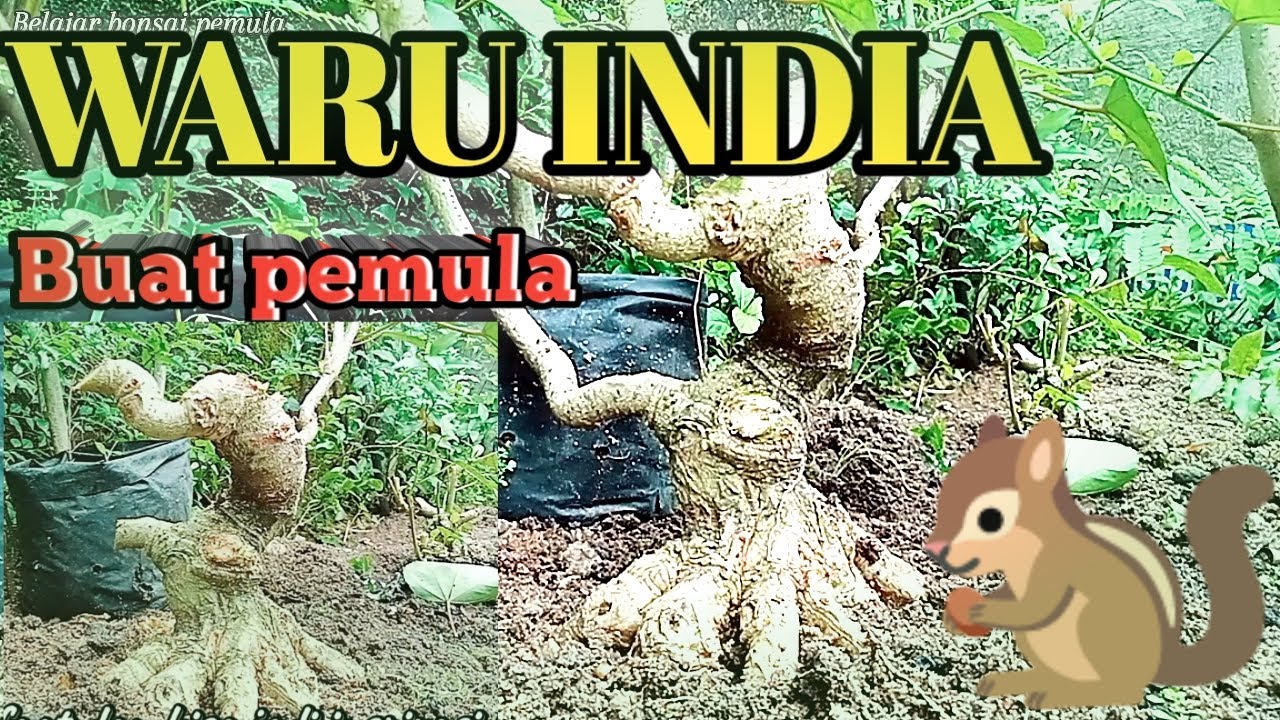 Waru India program akar masih tahap gron semoga jadi inspirasi#Belajar ...