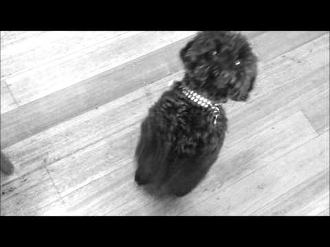 Dolce Pon De Floor.wmv