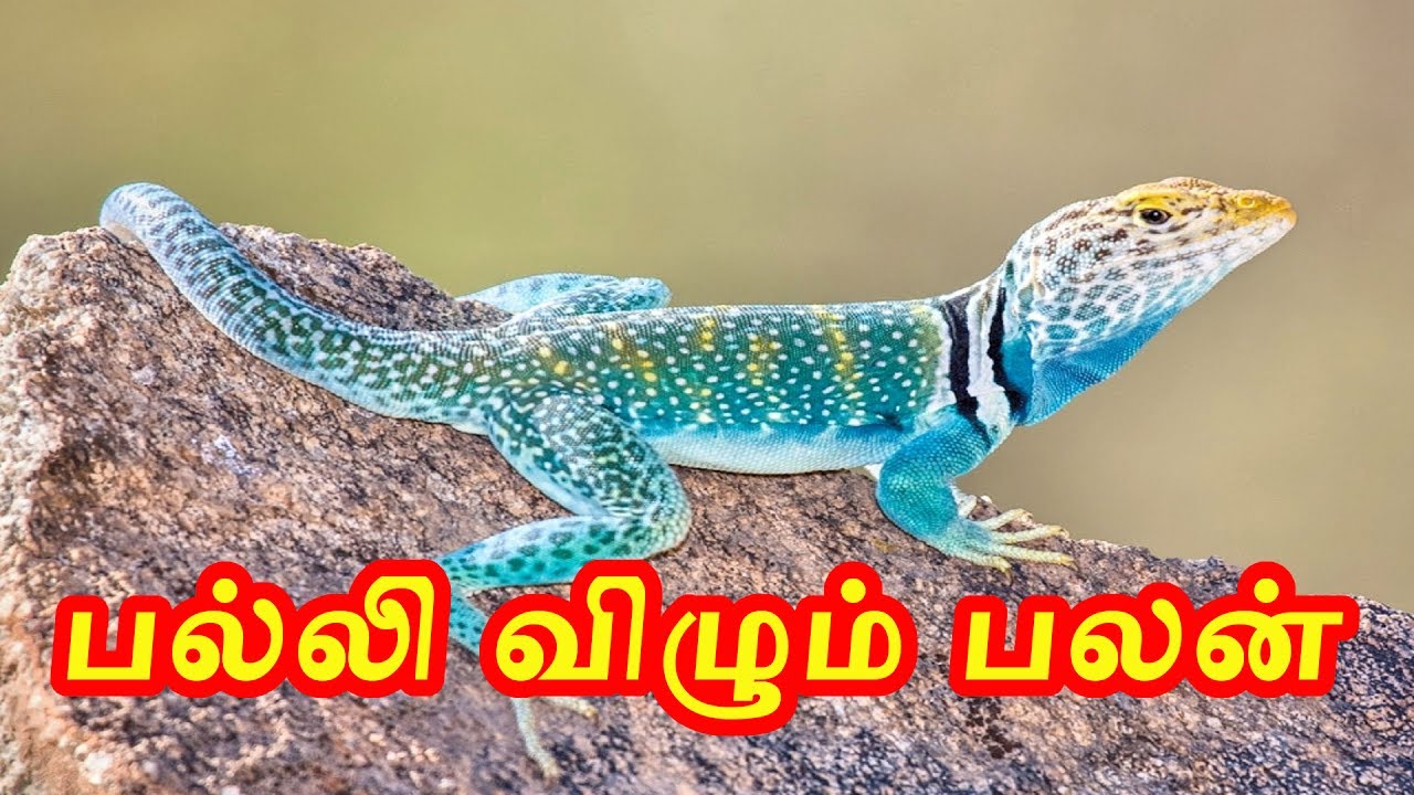 பல்லி விழும் பலன்- Sattaimuni Nathar - Siththarkal - Sithargal - Sithar ...