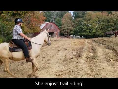 FOR SALE 15.3h Palomino Draft / Walker Cross Mare - Anyone Can Ride ...