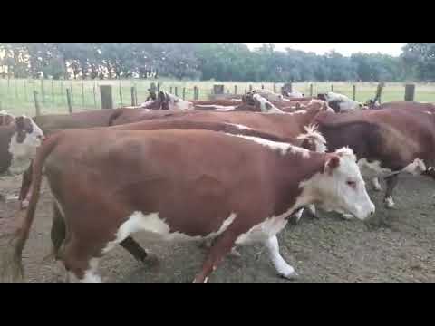 60 vacas gordas  en Madariaga