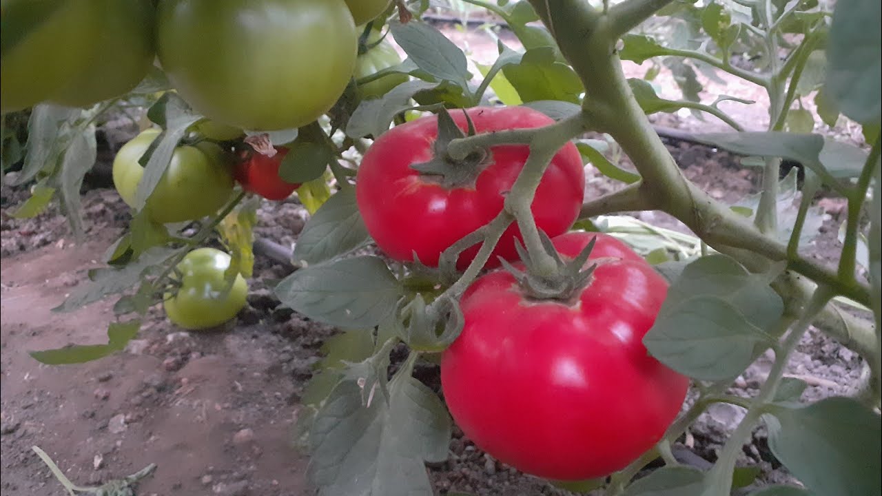 Cum arată solarul la doua luni de la plantarea răsadurilor !!! - YouTube