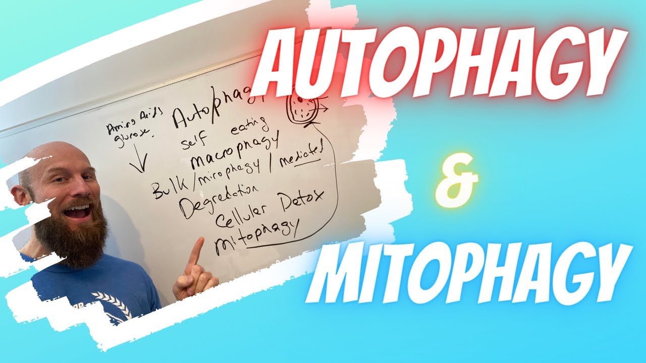 What is Autophagy? (Autophagy and Mitophagy Explained EASY) - YouTube
