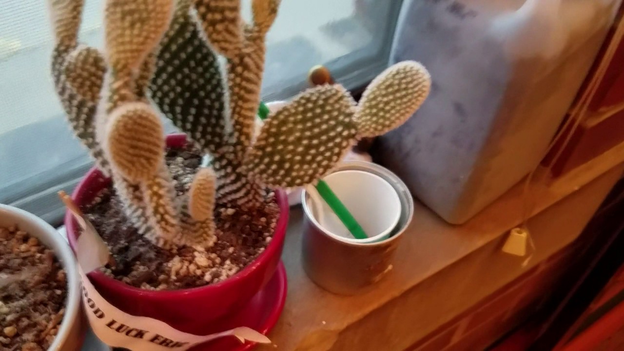 cactus moving - YouTube