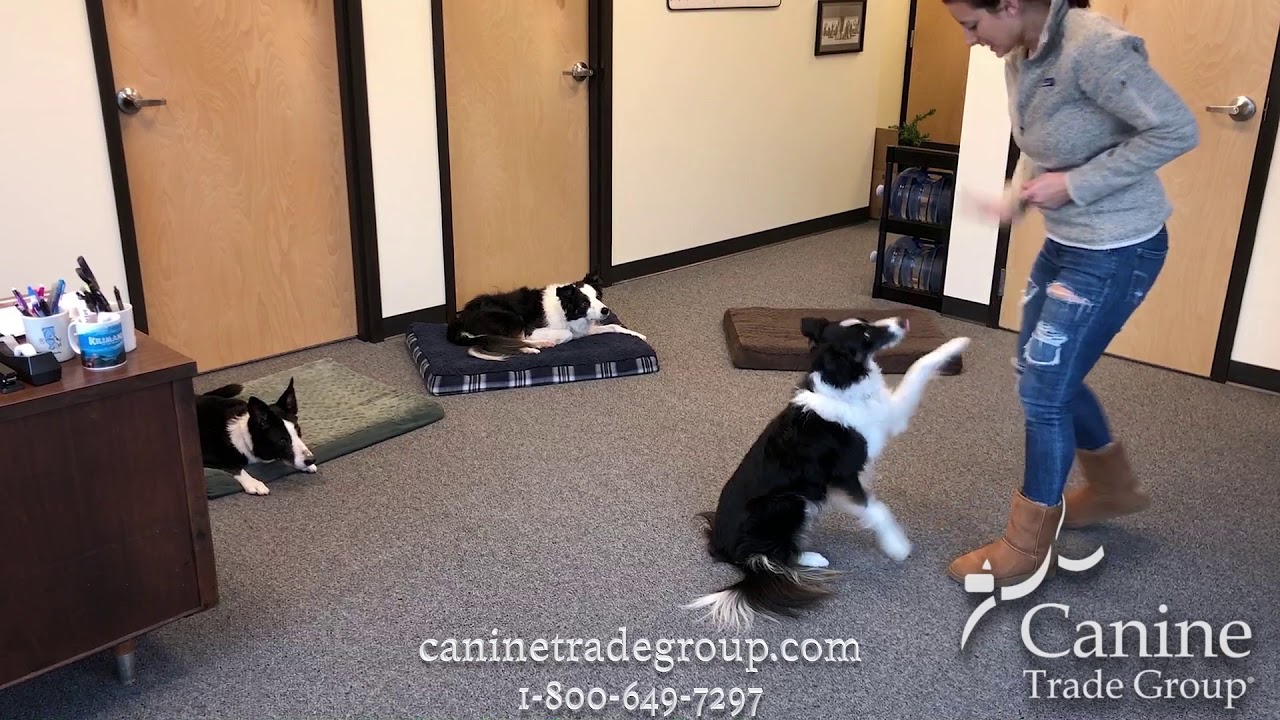 Working with Multi Dog Households - YouTube