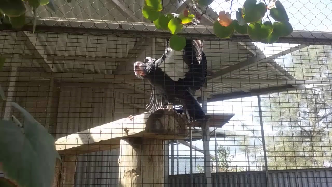 California living museum en Bakersfield - YouTube