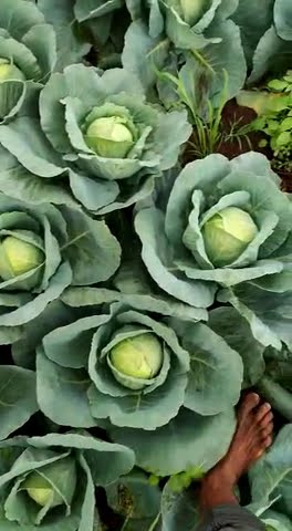Cabbage plot | Best Quality cabbage | Cobi plot - YouTube