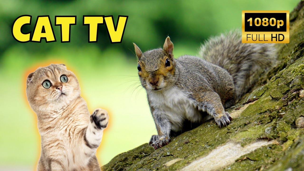 Cat TV: Videos for Cats 😺 8 Hours of Squirrels 🐿️ Ep. 3 - YouTube