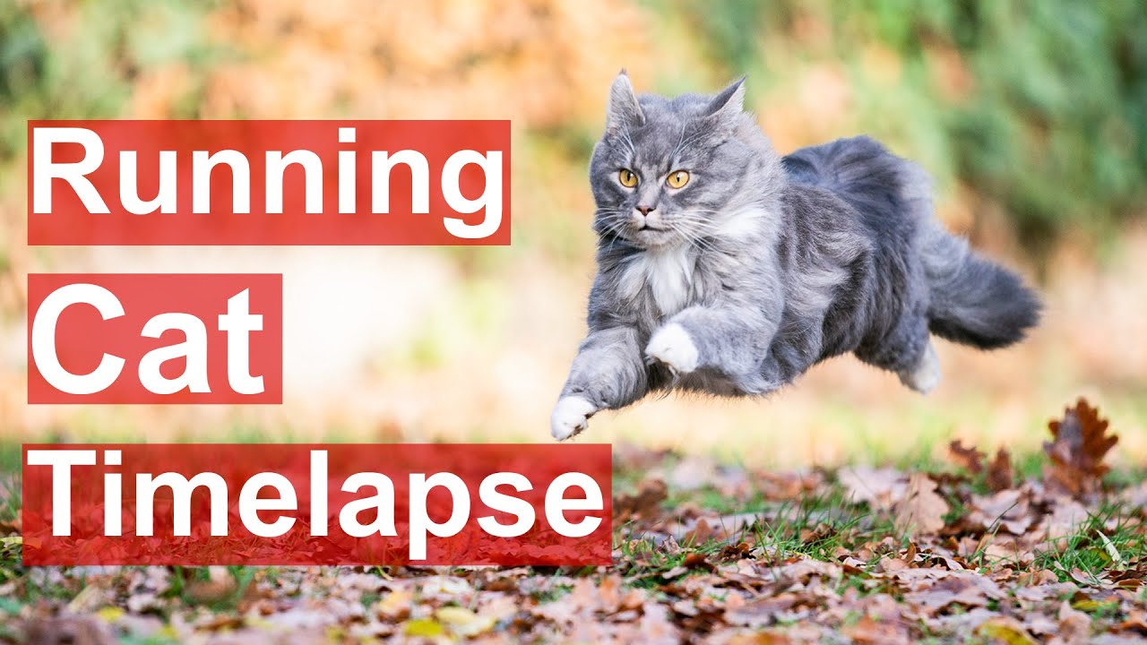 Running Cat stop motion Timelapse Photography [Blue Tabby Maine Coon ...