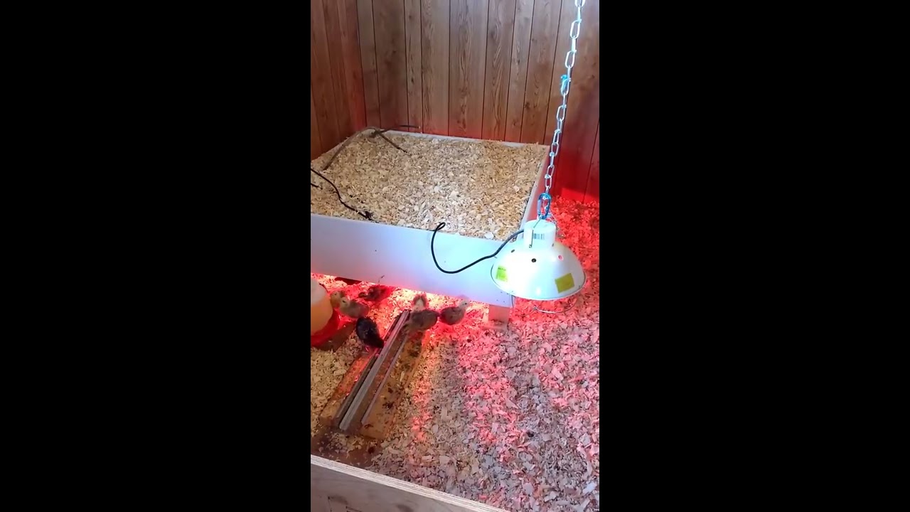 "Ohio" Cold weather chicken brooder - YouTube