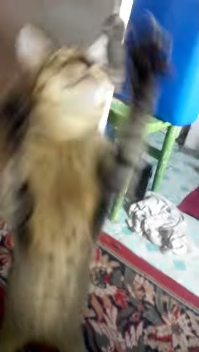 My naughty kitty cat! - YouTube