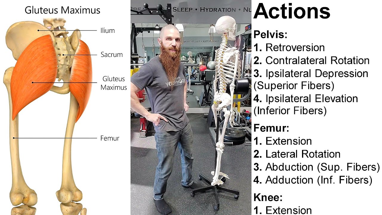 GLUTEUS MAXIMUS MUSCLE: Skeletal Anatomy, Muscular Anatomy, Nerve ...