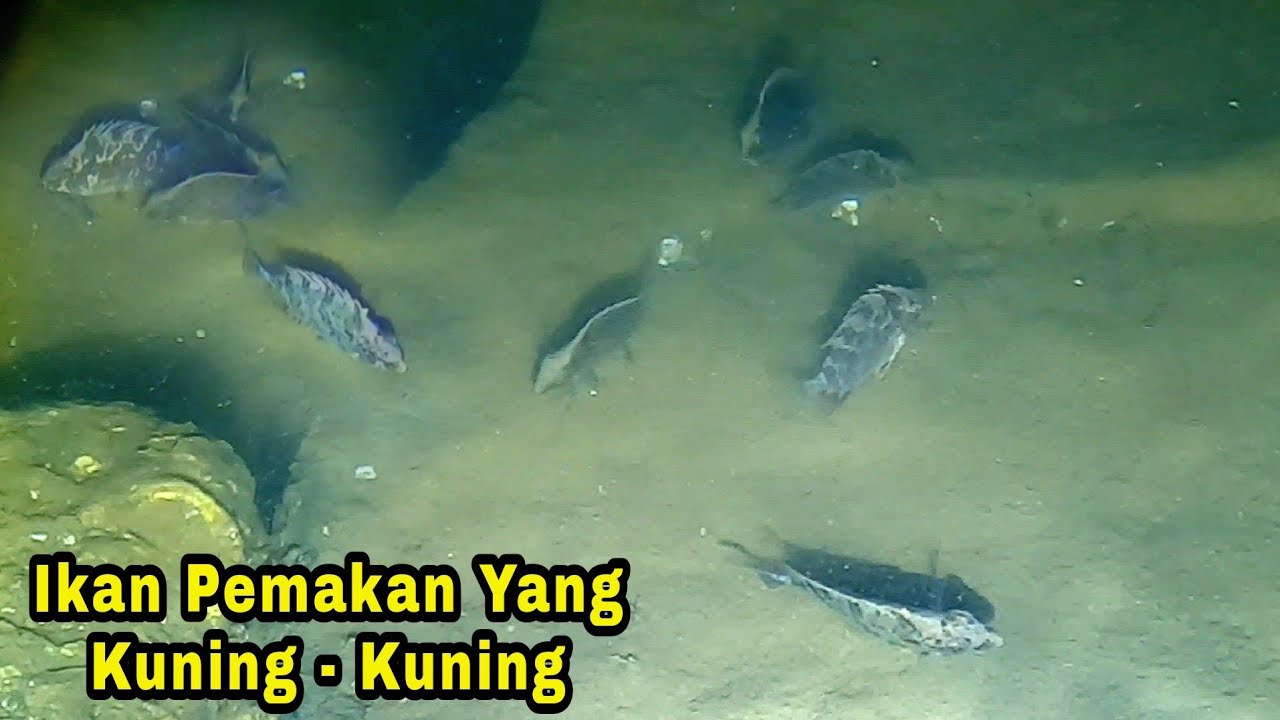 Musim Ikan Pemakan Yang Kuning Kuning - YouTube