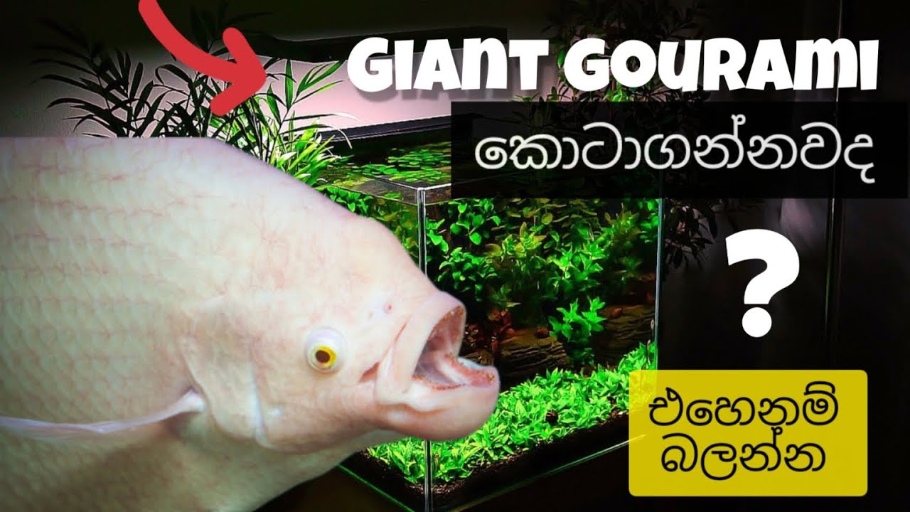 ඔයාගෙ ගුරාමි මාලුත් කොටාගන්නව නම් අනිවා බලන්න Giant gourami fish in ...