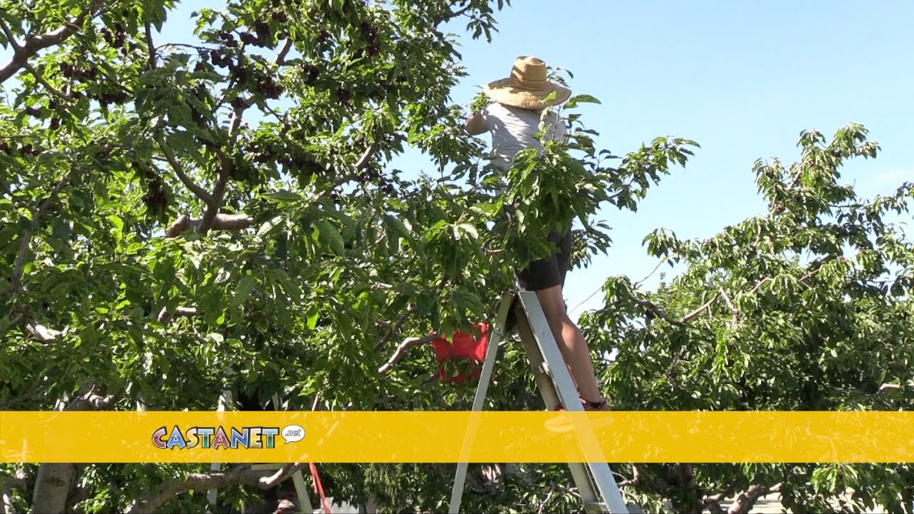 Helpful hands during harvest - YouTube