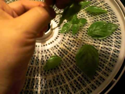 Dehydrating Basil ~~Very easy to do & saves lots of money - YouTube