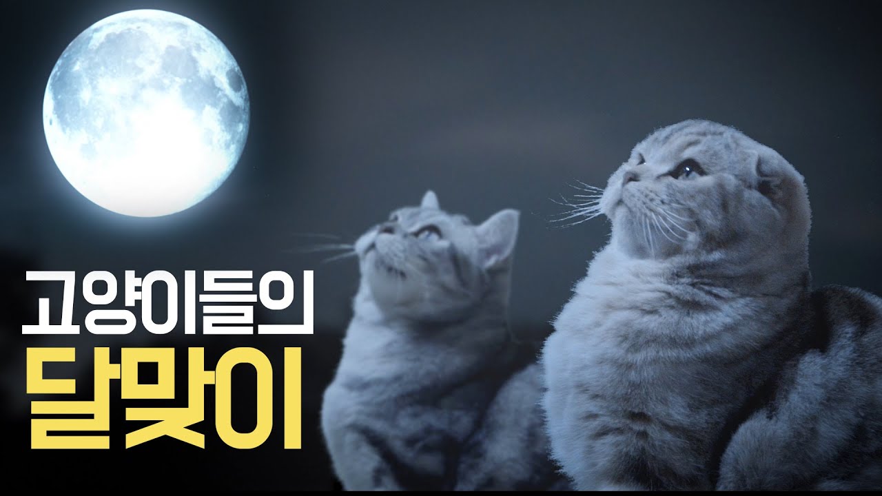 고양이들의 달맞이 Cats view the first full moon. [SURI&NOEL CAT's STORY] - YouTube