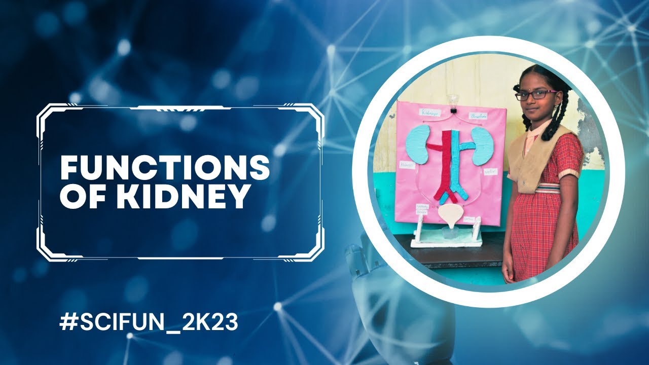 Functions_of_Kidneys_Sci-Fun_2K23_RREMHS||@ravirajahighschool|| - YouTube