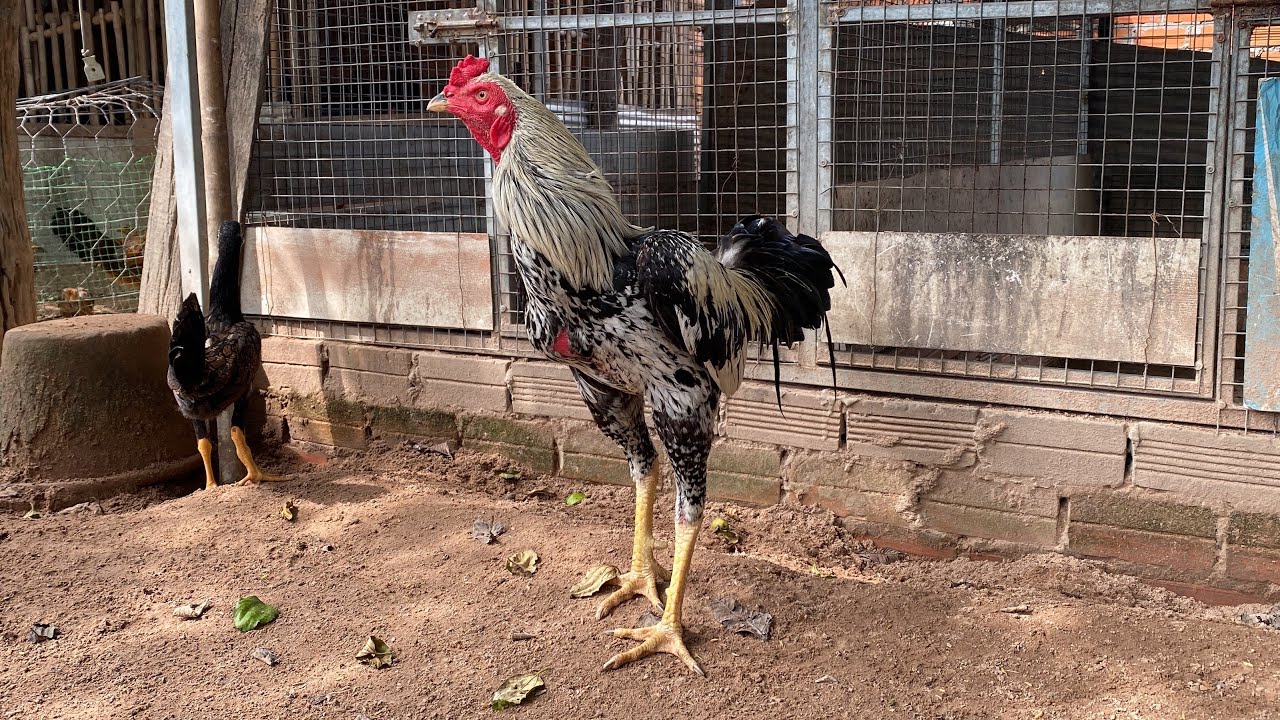 My farm update rooster Puma - YouTube