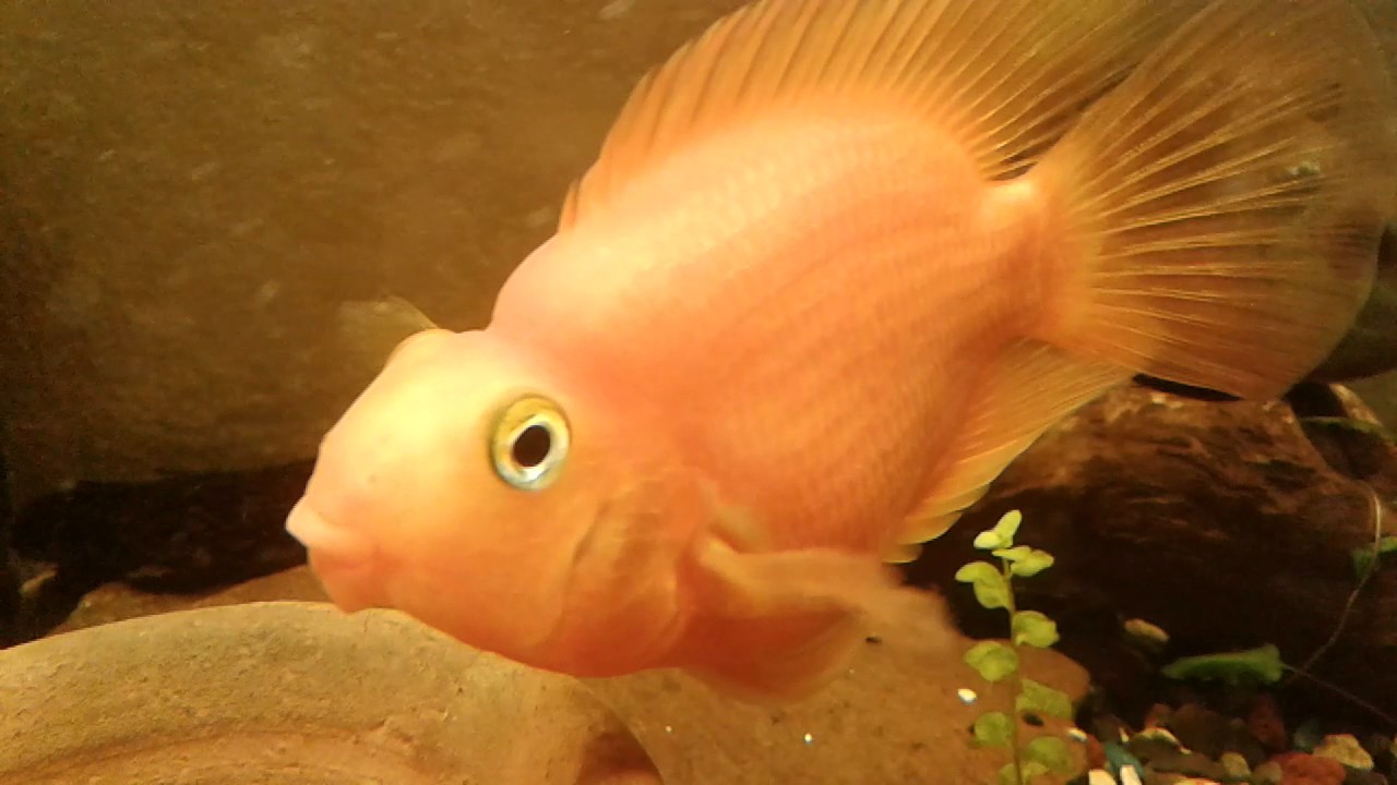 Kirin parrot blood parrot love #506 - YouTube