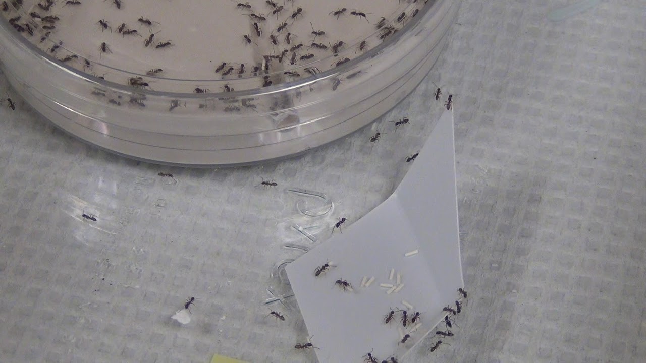 Argentine ant wick removal - YouTube