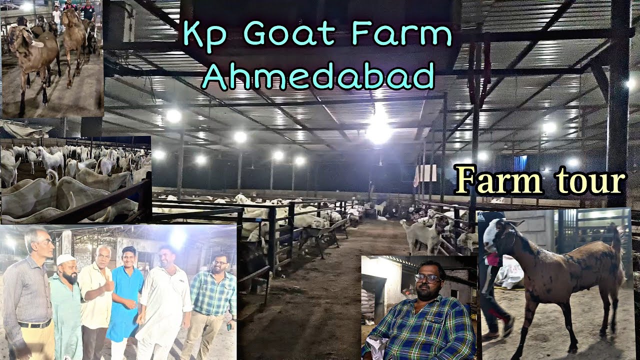 Biggest Goat Farm Tour Ahmedabad | Kp Goat Farm 1000 Goats In One Farm ...