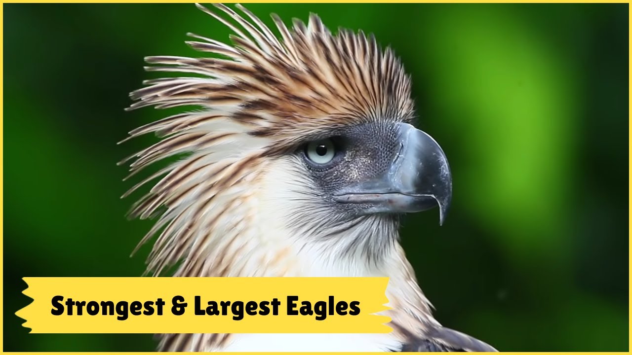 The Strongest and Largest Eagles In The World || Top 9 - YouTube