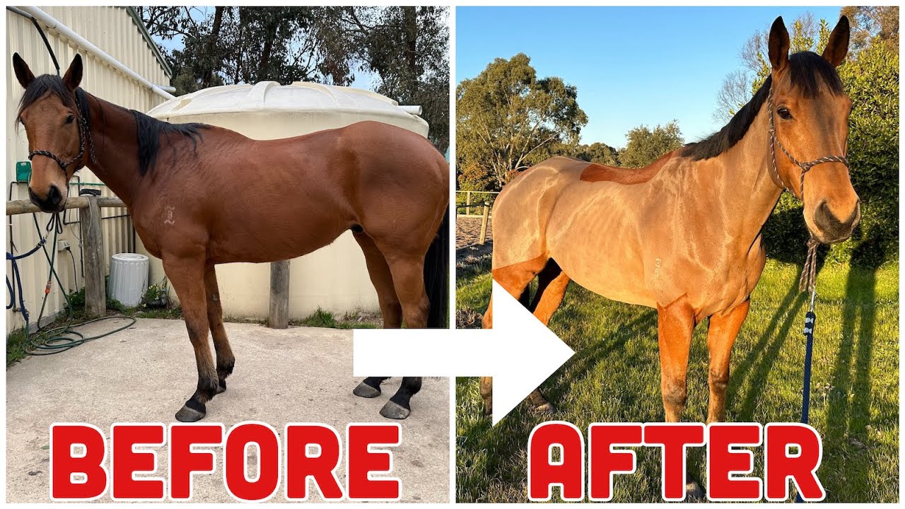 Horse Transformation