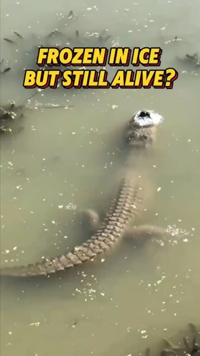 FROZEN IN ICE BUT STILL ALIVE? 🐊(Alligator Brumation Explained) ️ # ...