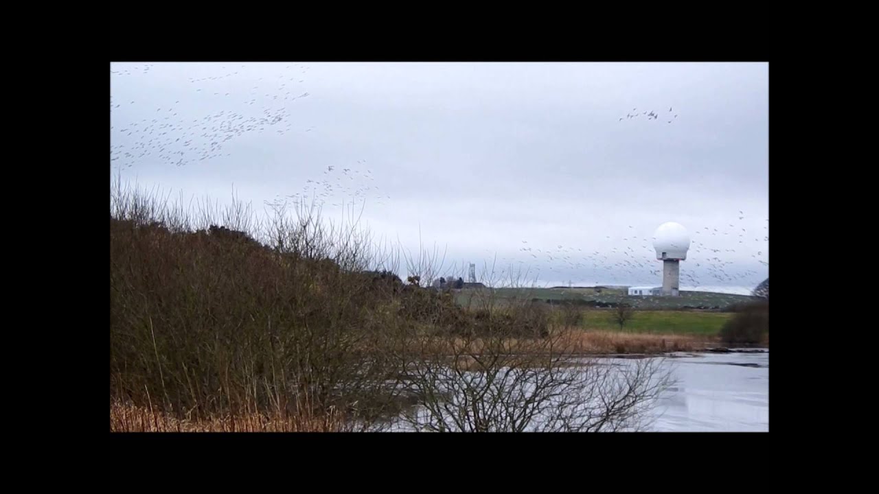 Pink Footed Geese at Corby Loch - YouTube